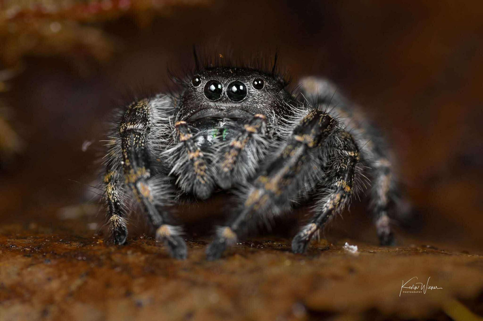 Morphmarket – The Bugg Plug